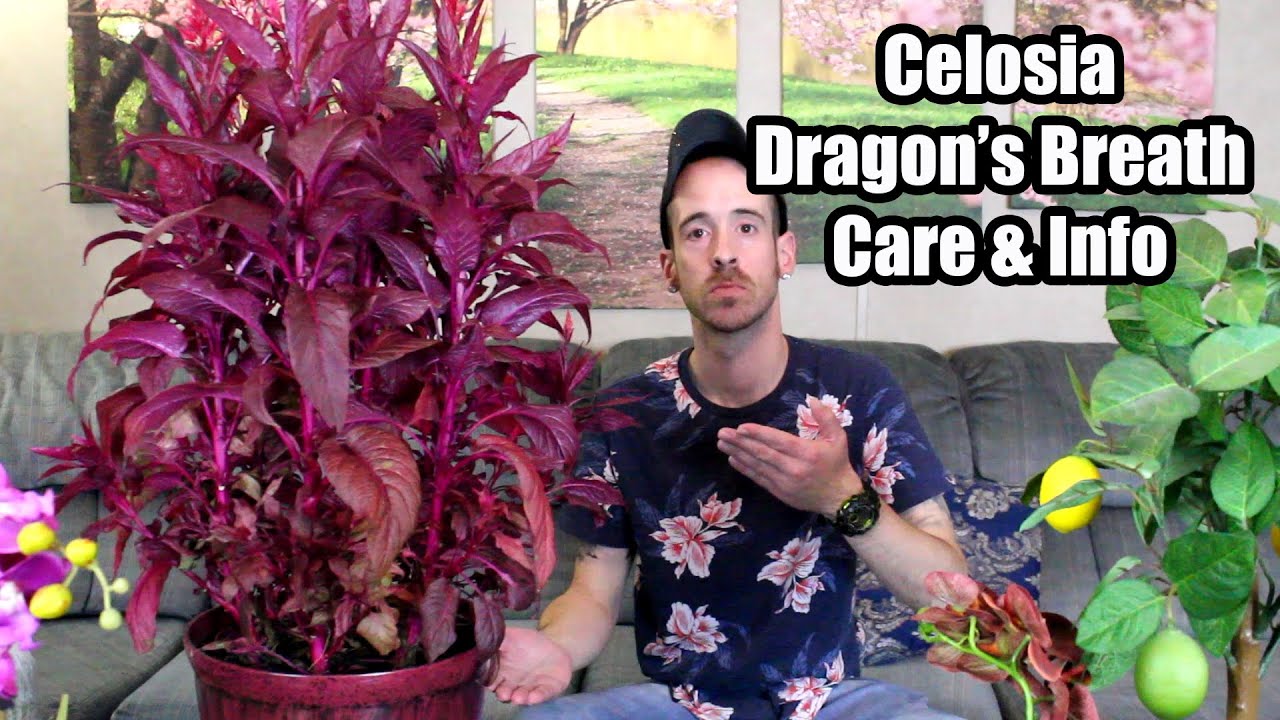 Celosia - Dragon's Breath - Care & Info
