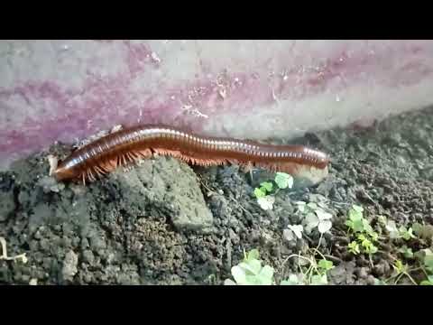 Fascinating World of Millipedes: Life Cycle, Habitat, and Role in Nature