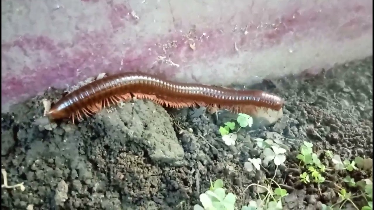 Fascinating World of Millipedes: Life Cycle, Habitat, and Role in Nature