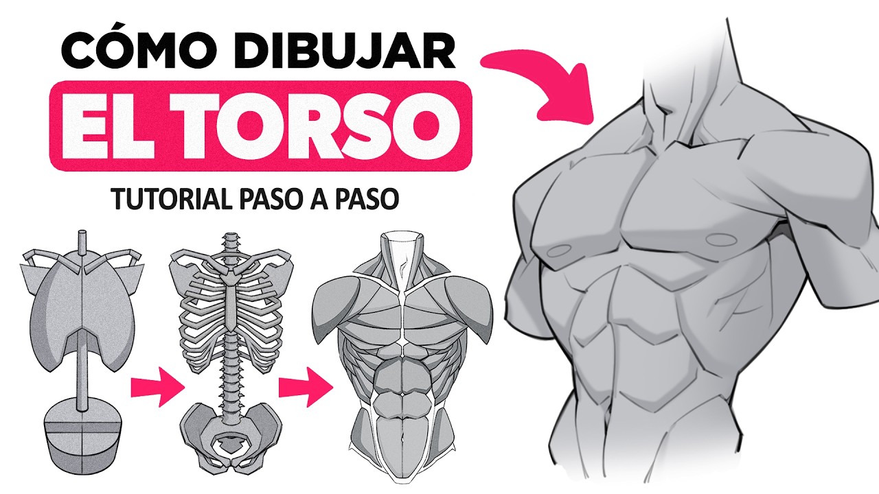 ⭐Aprende a DIBUJAR ANATOMIA del TORSO en un solo VIDEO⭐