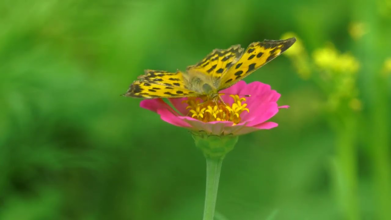 Butterfly Wonderland: A Visual Feast of Colorful Wings