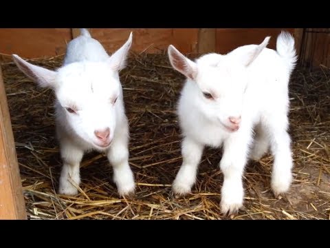 Cute Baby Goats - A Cutest And Funny Goats Baby Videos Compilation|| NEW HD