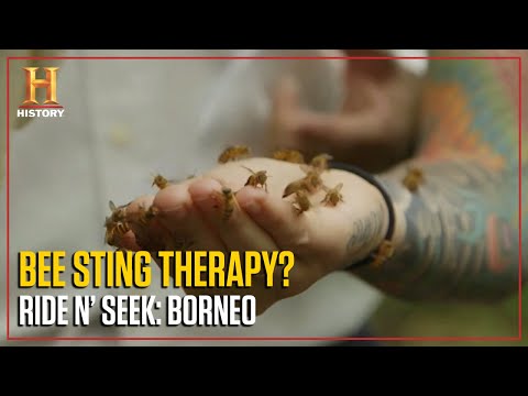 Critters and Creepy Crawlies in The Maliau Basin | Ride N' Seek: Borneo