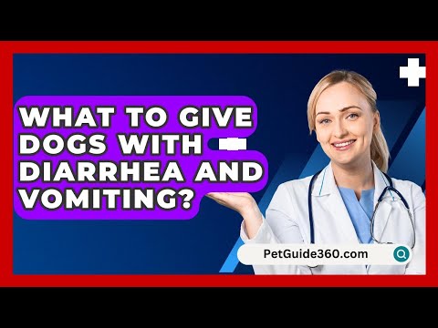 What To Give Dogs With Diarrhea And Vomiting? - PetGuide360.com