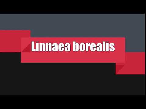 How to Pronounce Linnaea borealis