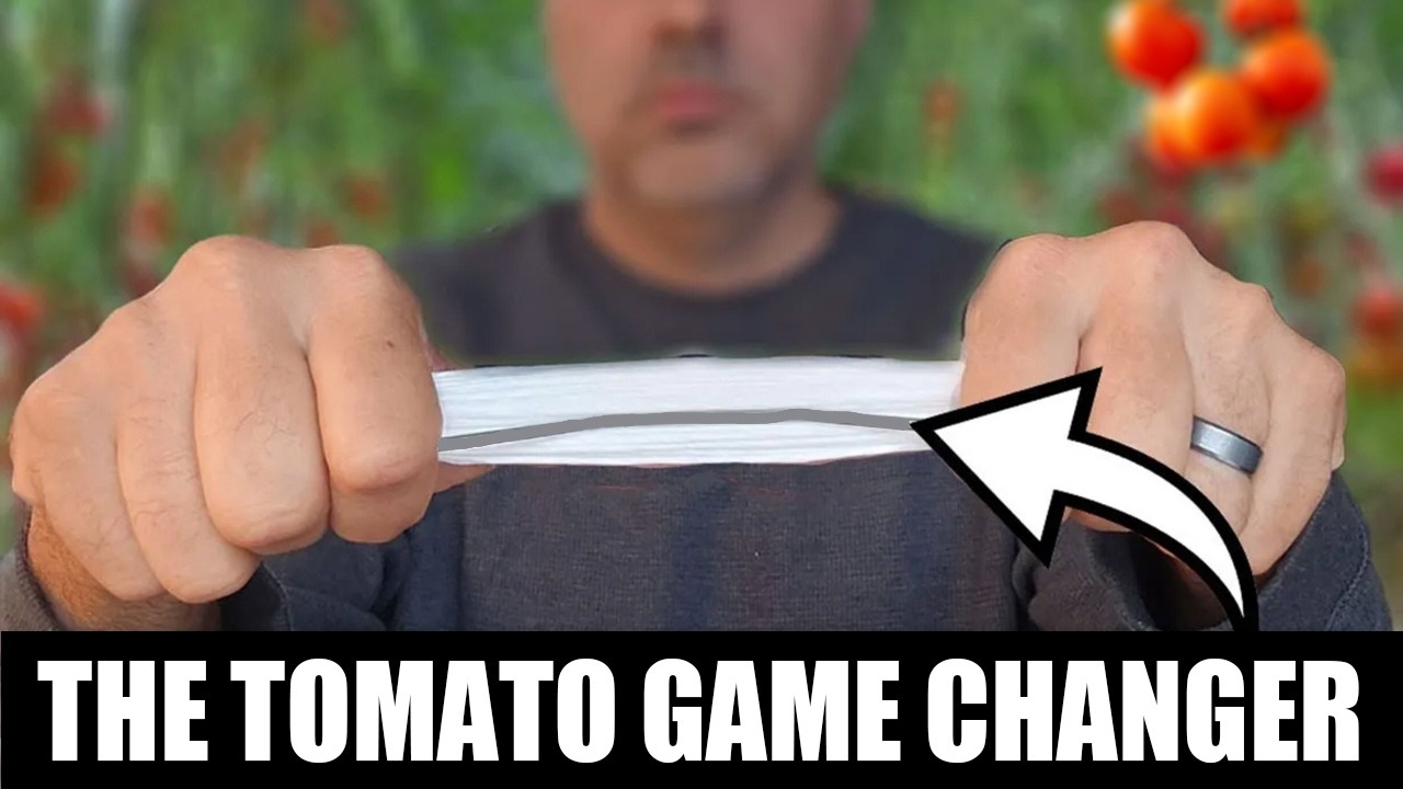 The ONE Way to Grow Tomatoes That Works