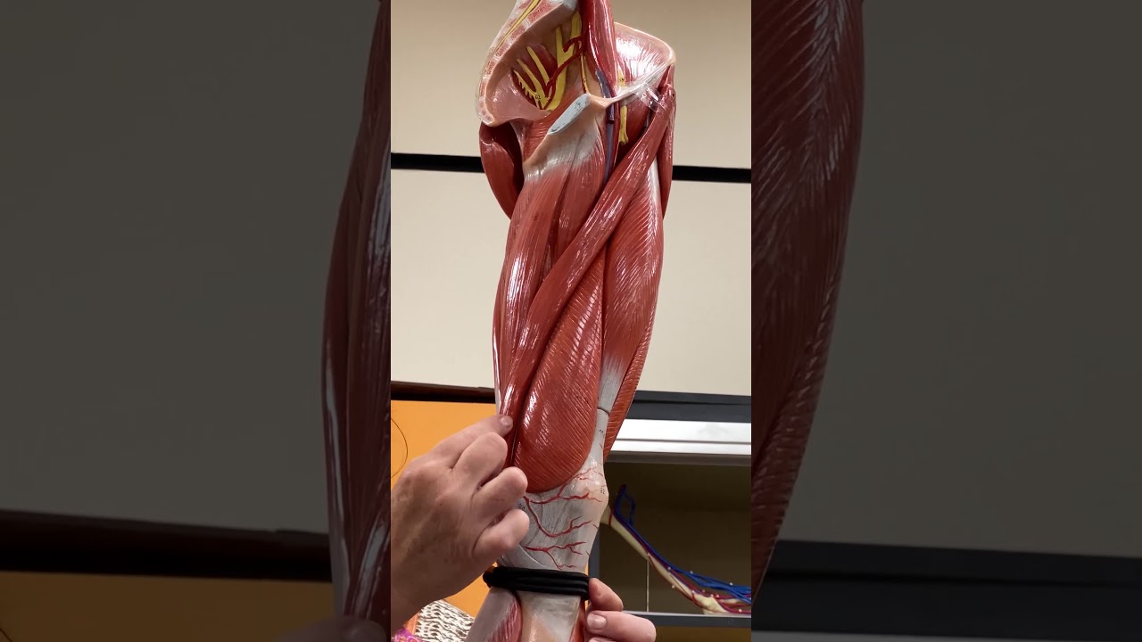 Muscles: Leg Somso