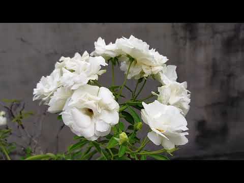 What does white roses symbolize?