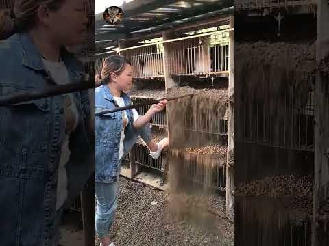 Meat Rabbit Breeding Rabbit Technology Exchange Center Scientific Rabbit #shorts #viral #funny A 117