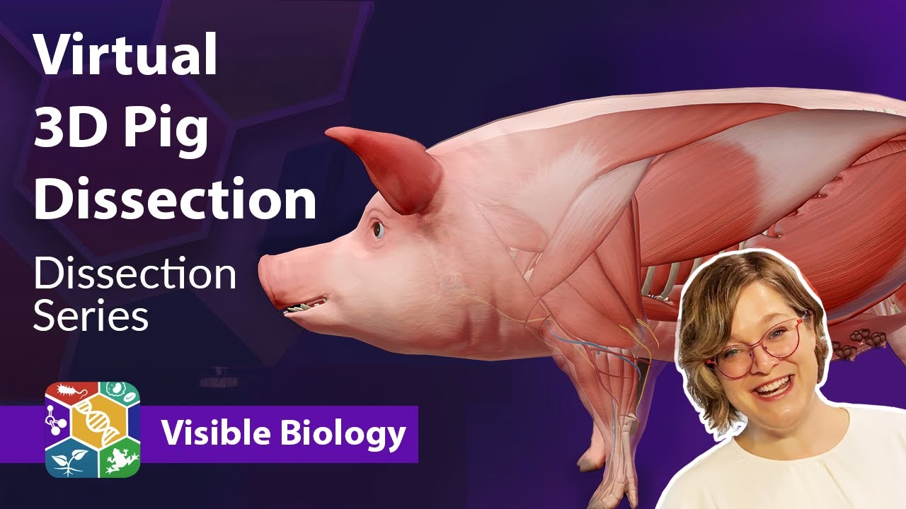 Visible Biology | Dissecting a virtual pig in 3D with Dr. Cindy Harley
