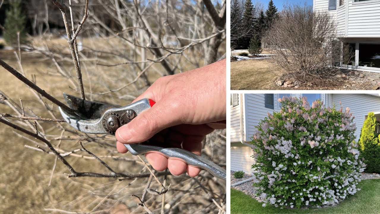 Miss Kim Lilac | Pruning By Thinning Cuts