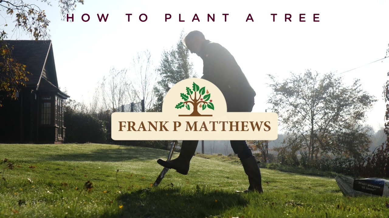 How To Plant A Bare Root Tree - Frank P Matthews