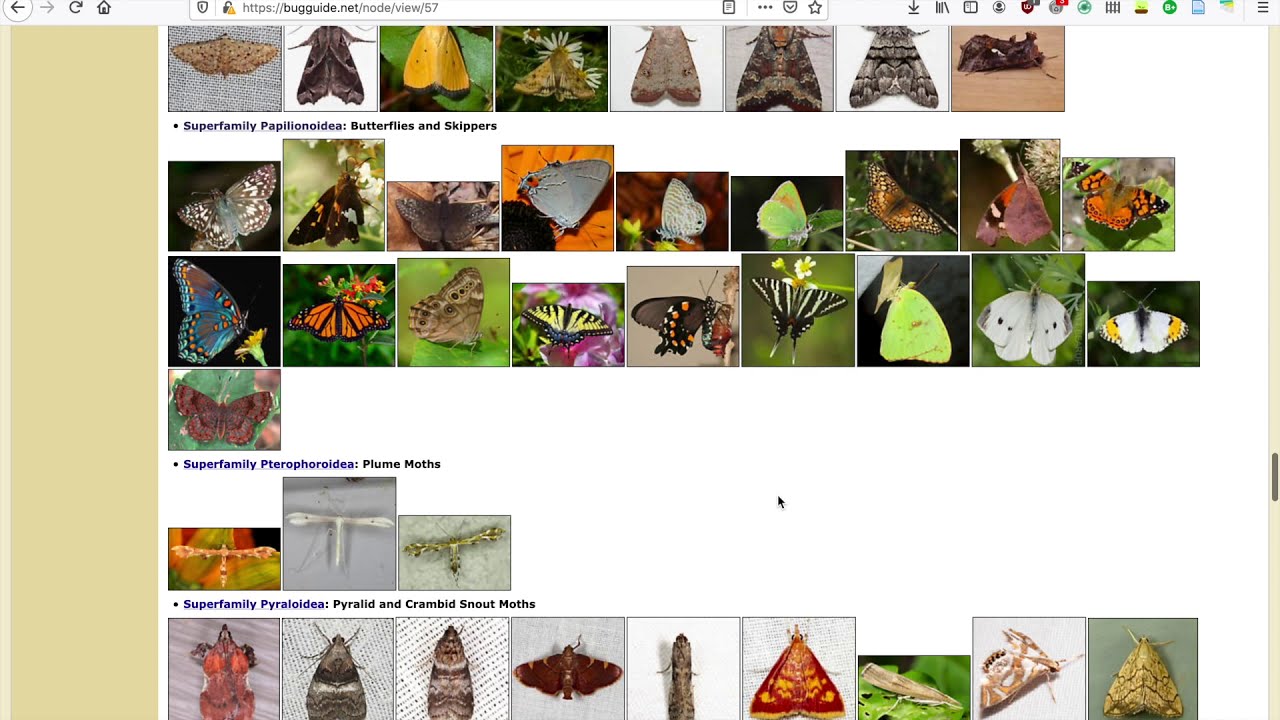 BugGuide Website Tutorial