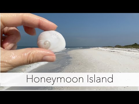 Honeymoon Island whats on the beach