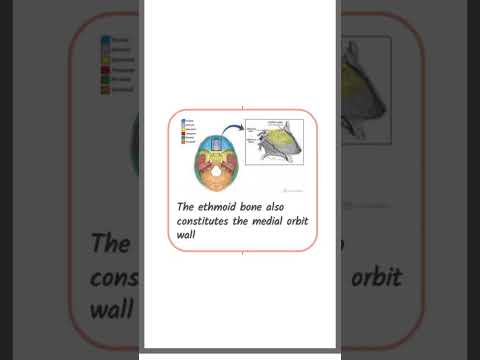 Ethmoid Bone đź’€: Why is it important ? #anatomy_physiology
