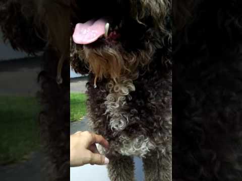 Cording A Spanish Water Dog: 4. Identifying Spots to Watch