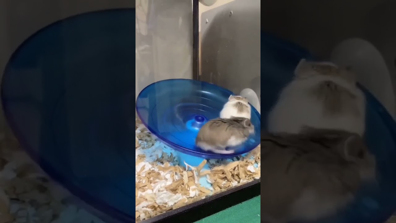 Hamster On Wheel  | Funny Hamster Workout