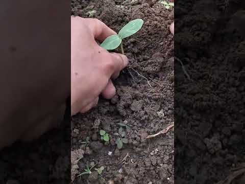 ST 573333287619 mini rotary tillage and ridging all-in one tree