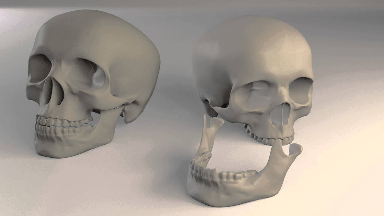 Human Skull 3D model from CGTrader.com