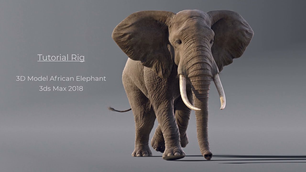 Elephant African 3D Model Manual. Rig