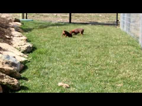 Miniature Pinscher Puppies For Sale