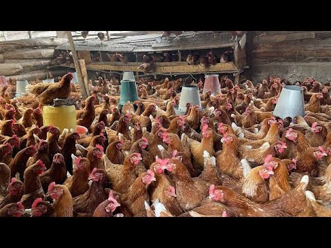 Poultry farming in Uganda, start a with zero! #poultry