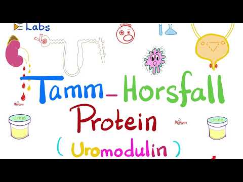 Tamm-Horsfall Protein (Uromodulin) - Urine casts - Kidney function tests - Labs