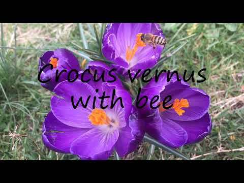 How to pronounce Crocus vernus with bee in English?