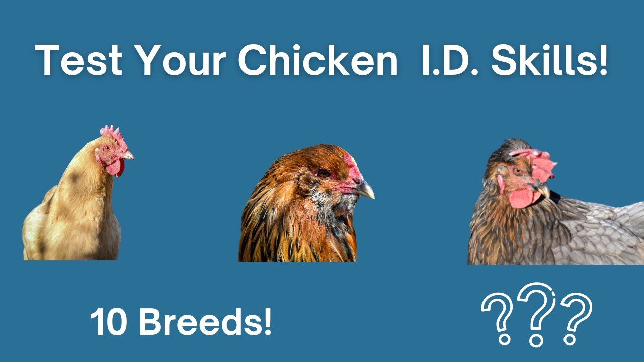 Test Your Chicken I.D. Skills with these 10 Chicken Breeds!