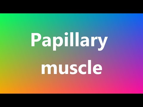 Papillary muscle - Medical Definition and Pronunciation