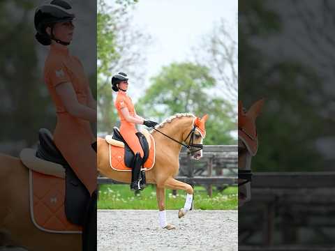 Tangerine colour was MADE for them 🐴🧡 #equestrian #horse #dressage
