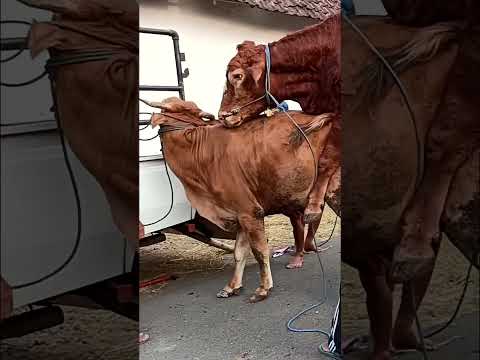 the cow breeding time // thailand cow // #shorts #animals #bull