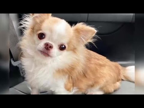 Missing service dog in Barton County