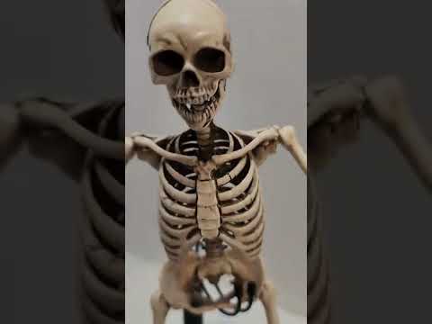 1/6 scale skeleton from coomodels