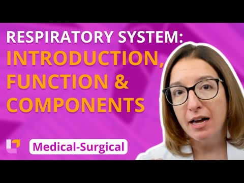 Sistem Pernapasan: Pendahuluan, Fungsi & Komponen - Medis-Bedah | @LevelUpRN