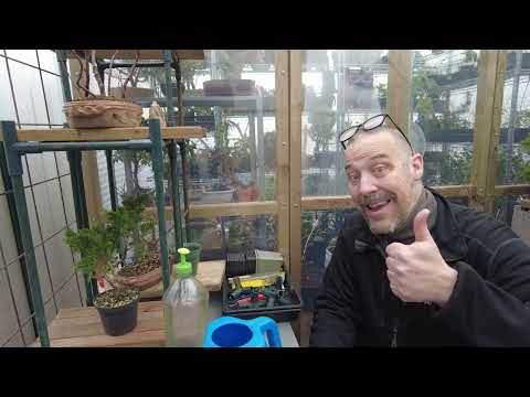 Everything you need to know about overwintering non hardy plants.