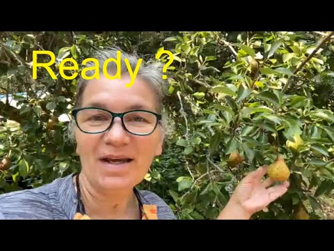 Easy Trick to Know When to Pick Pears