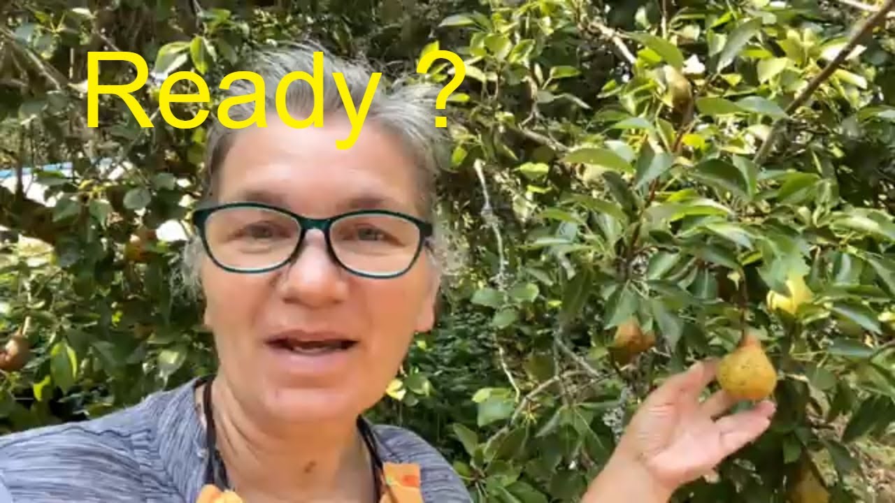 Easy Trick to Know When to Pick Pears