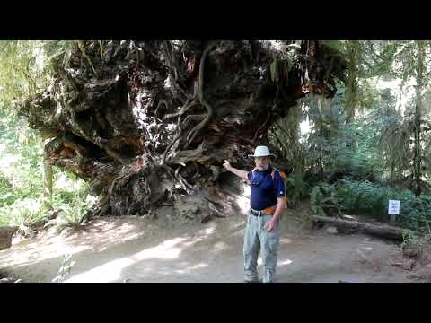 Temperate Rainforest