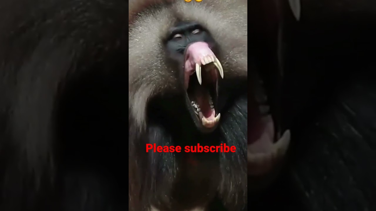 Look at the ugly appearance of the monkey#viralvideo #2m ##shorts #1million #1million#viralvideo