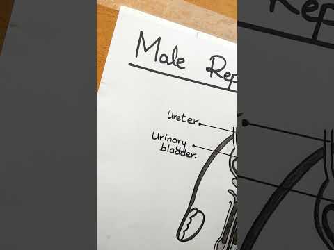 Male Reproductive Organ l ES art & craft