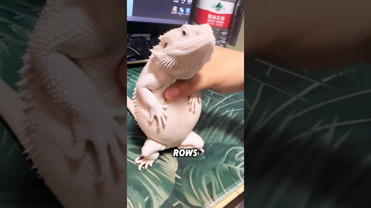 Pogona vitticeps #animal #cute #lizard
