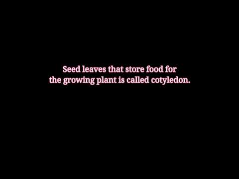 What is cotyledon ?