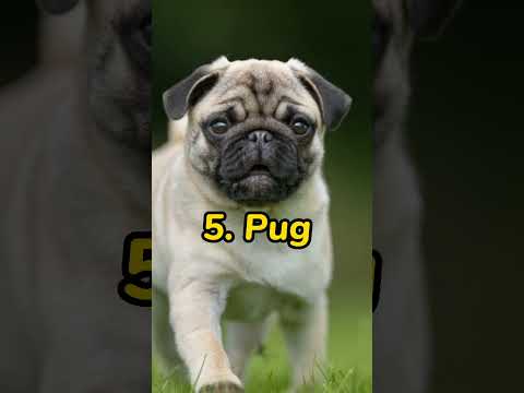 Top 5 Most Cutest Dog in the world #shorts #viral #trending #dog #world #2023