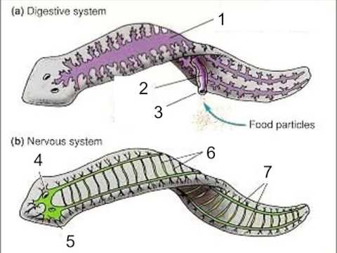 Platyhelminthes