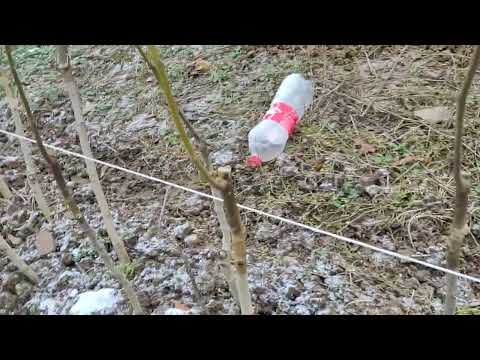 Kalemljeni orah, čandler, lara, rasna, tulare...Sadnice jednogodišnje.