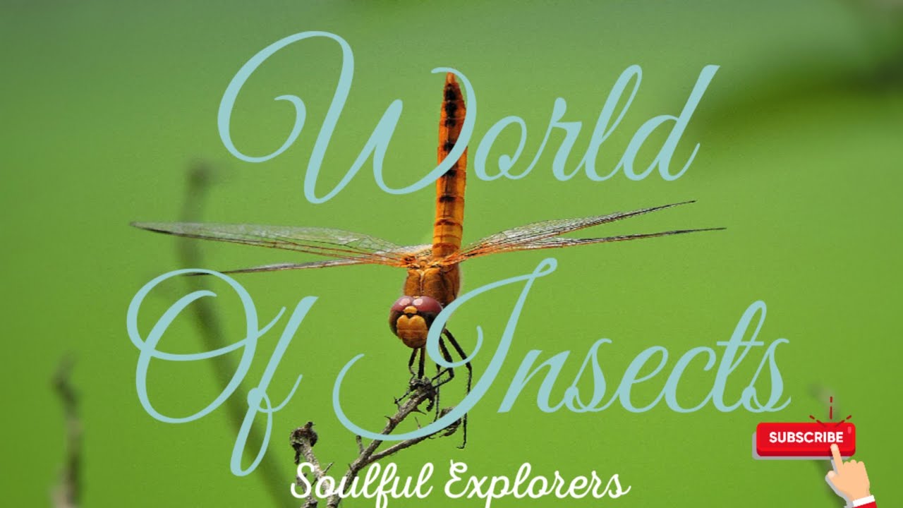 HD WALLPAPER | Insect World | Nature Photography | World of Little Creatures. #nature #dragonfly