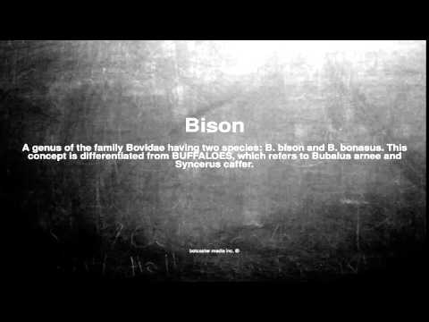 Medical vocabulary: What does Bison mean