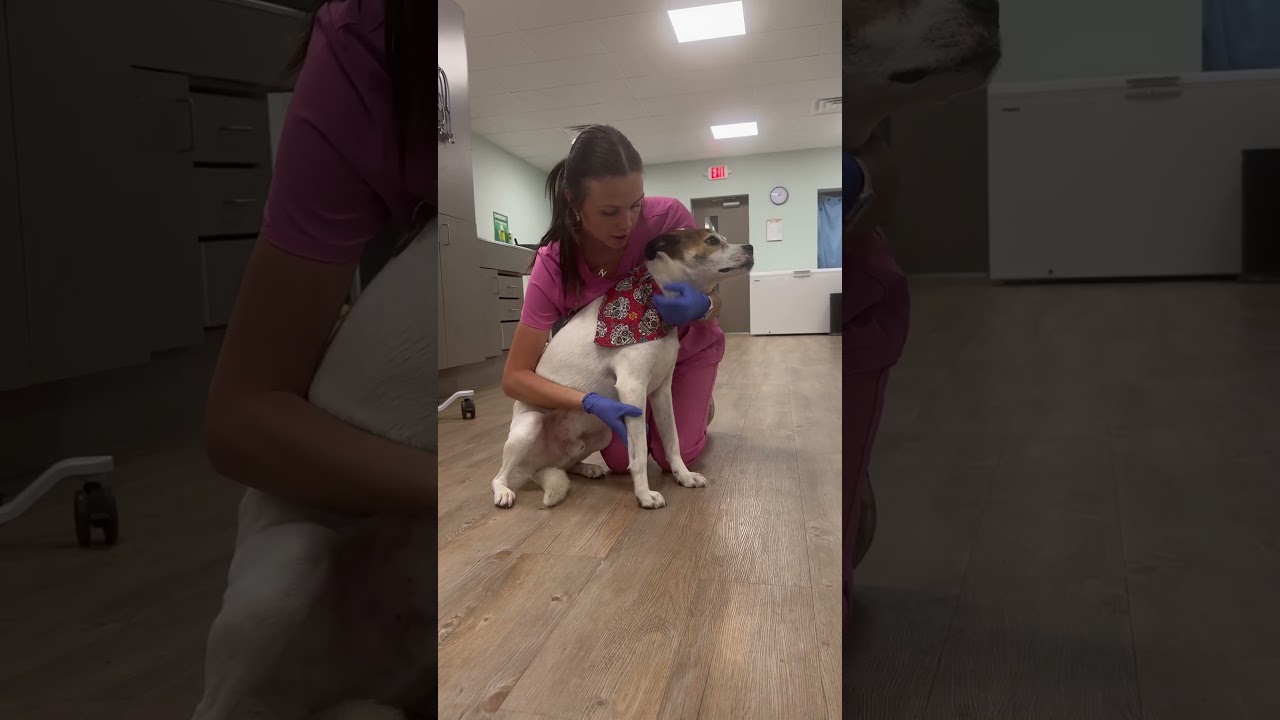 VET 110- Canine Restraint Techniques