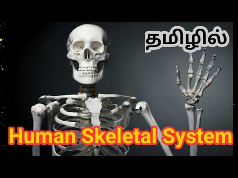 Human Skeletal System in Tamil || Human Anatomy || 206 Bones||